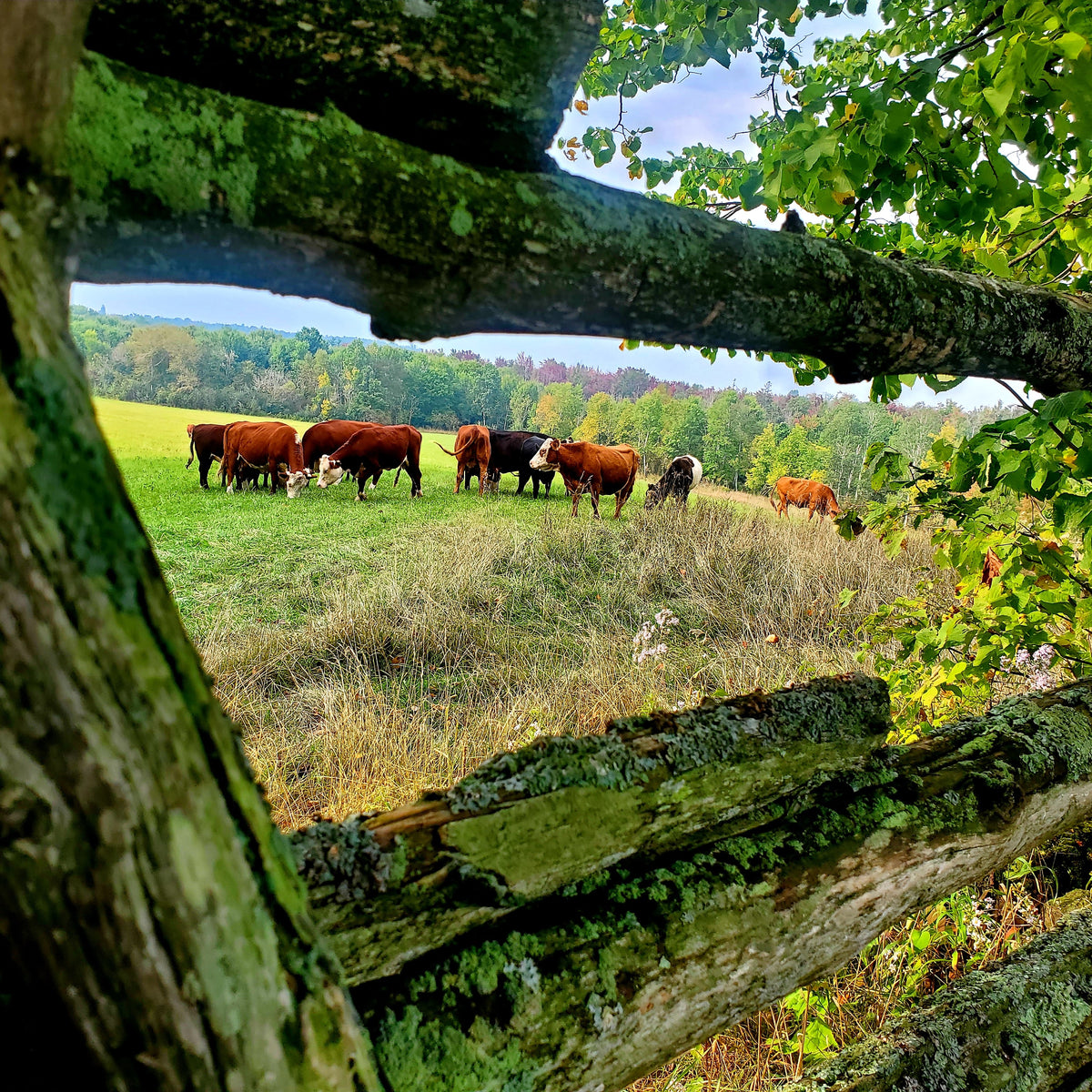 Harley Farms - Humane & Natural, Regenerative Agriculture, GMO Free
