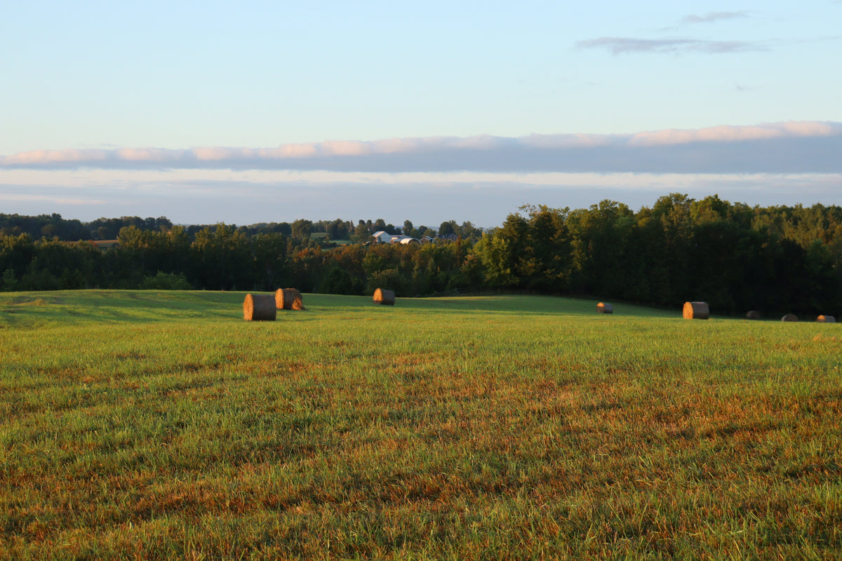 Featured Media - Harley Farms