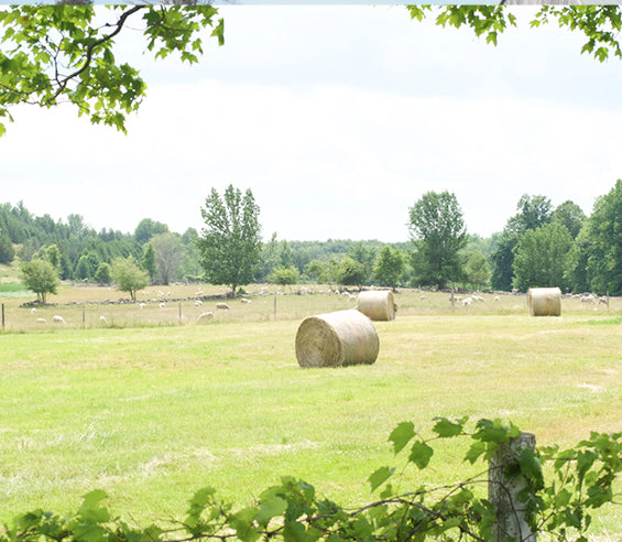 Harley Farms
